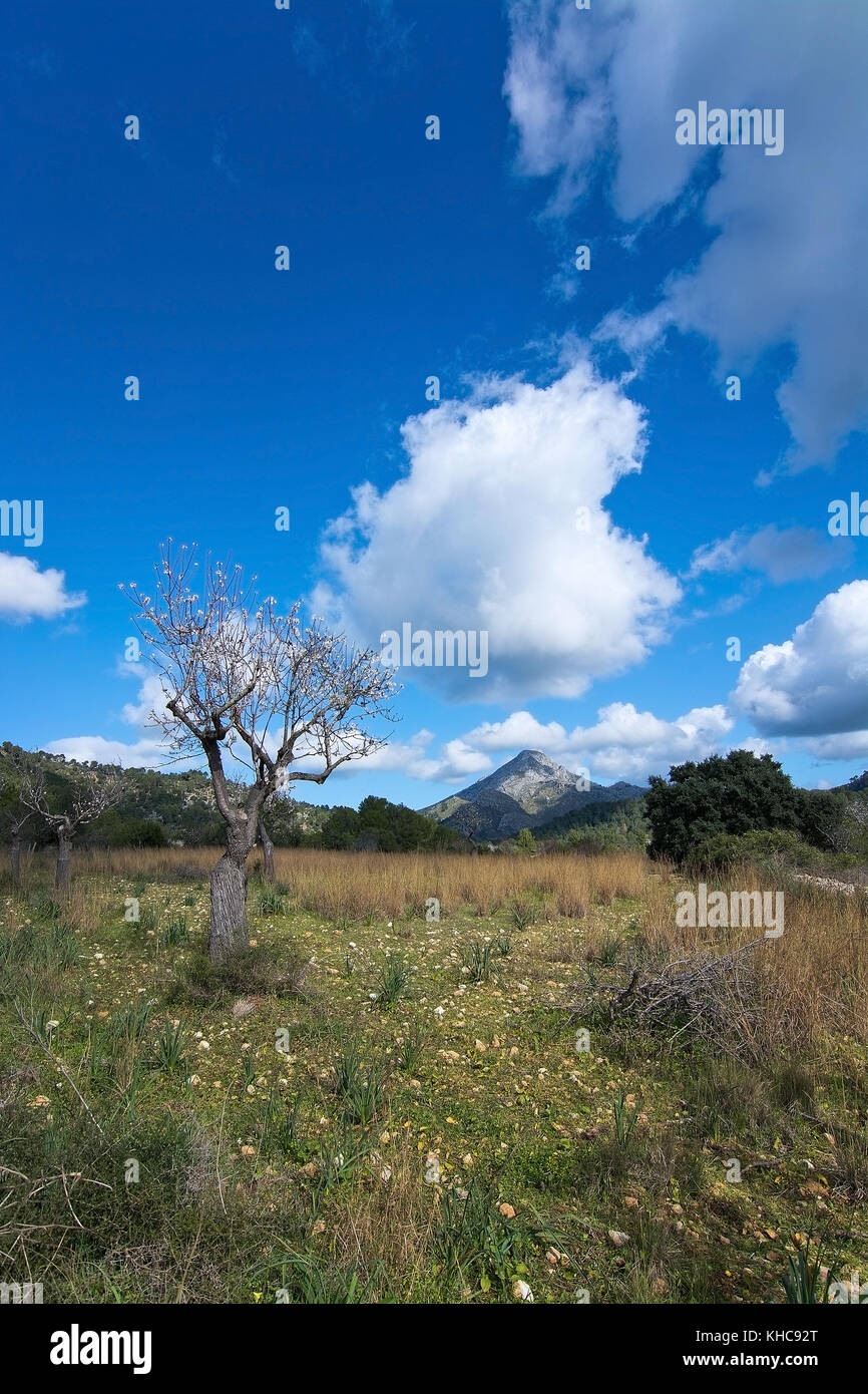 Blossoming almond trees in rural landscape with blue sky in Mallorca ...