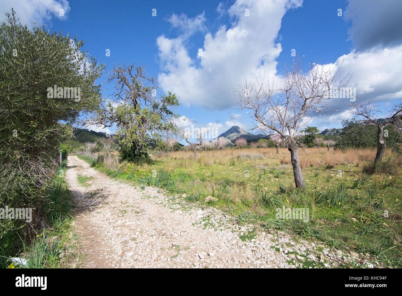 Blossoming almond trees in rural landscape with blue sky in Mallorca ...