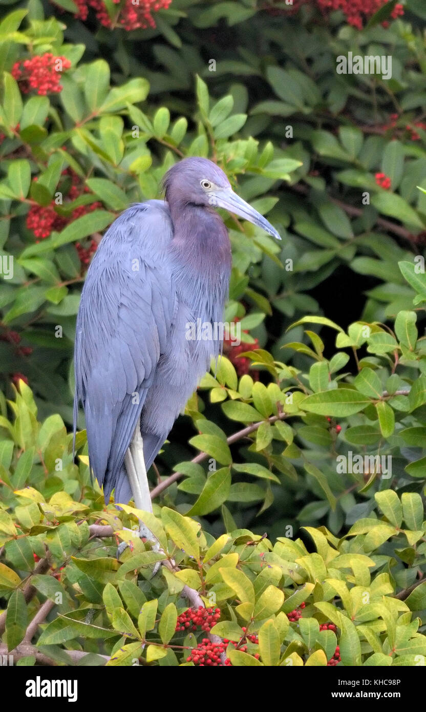 Little blue heron standing still hi-res stock photography and images ...