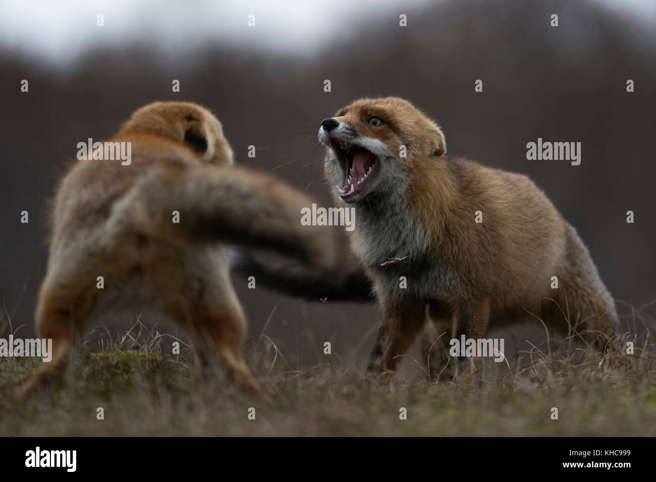 Red Fox / Rotfuchs ( Vulpes vulpes ), adult, in agressive fight ...