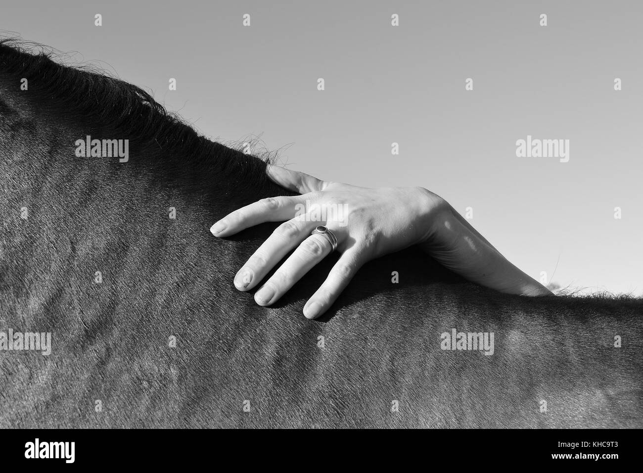 Equestrian guide Black and White Stock Photos & Images - Alamy