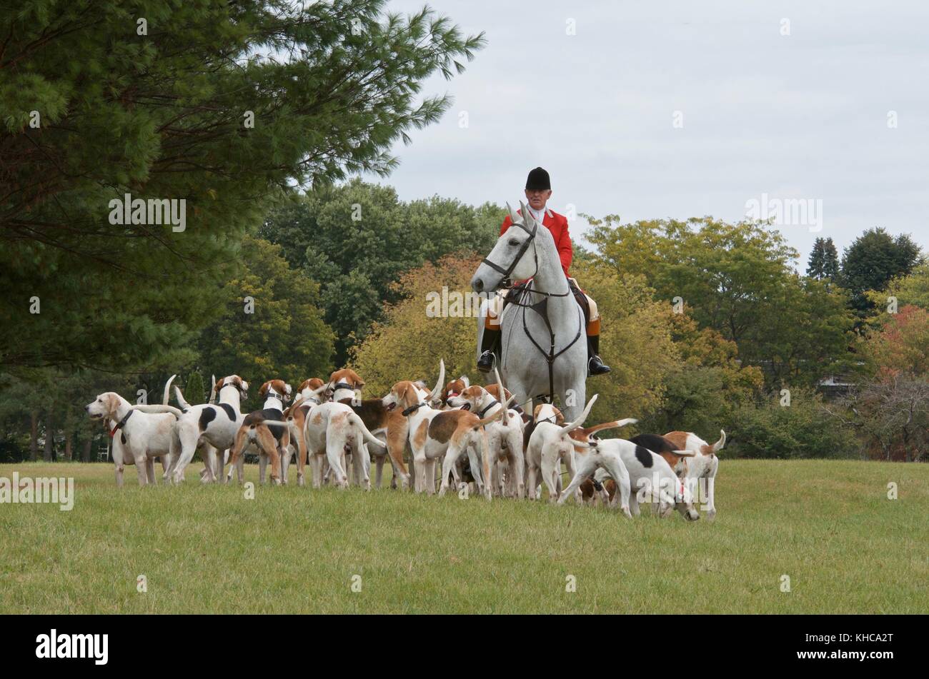 Fox hunting in South Western Ontario Stock Photo - Alamy