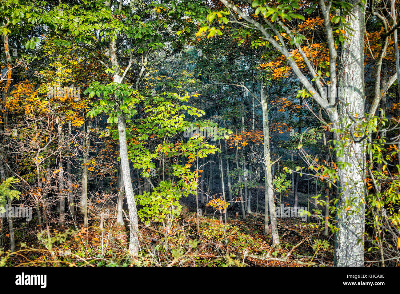 Autumn foliage forest with fog and mist in dark shadow during fall with ...