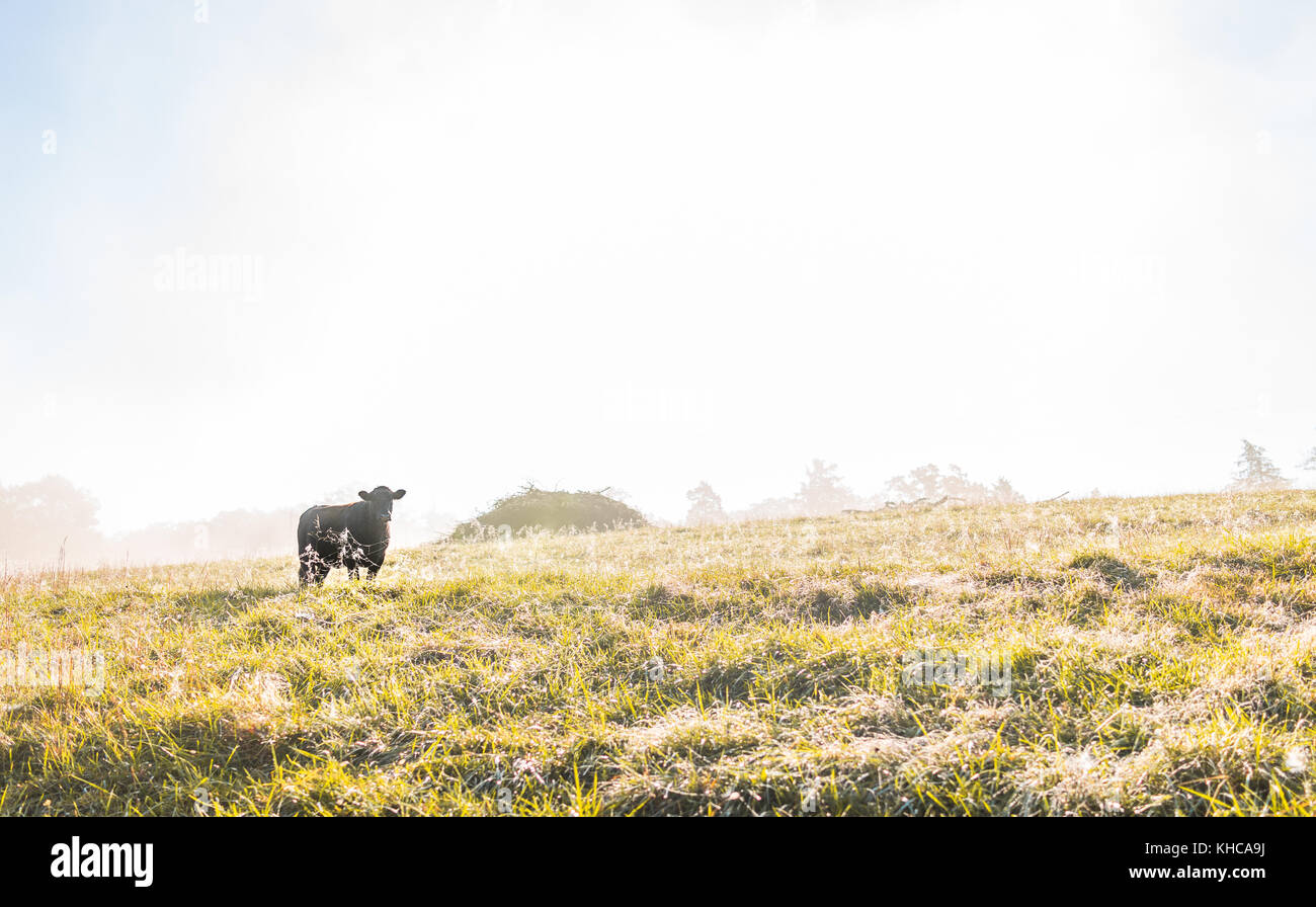 Cow on hill hi-res stock photography and images - Alamy