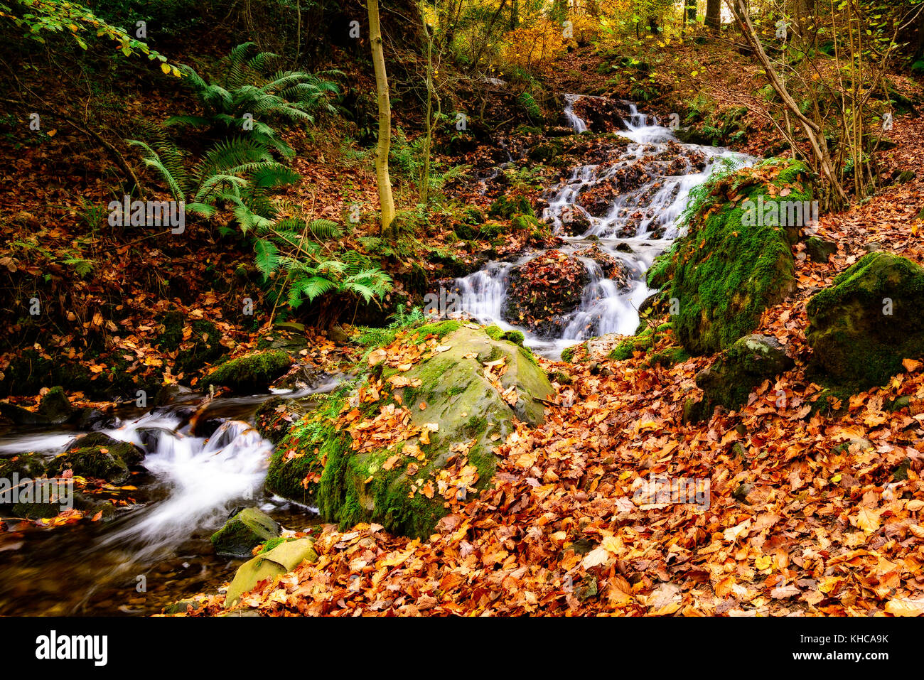 Stream cascading through autumn woodland at Miller Ground near ...