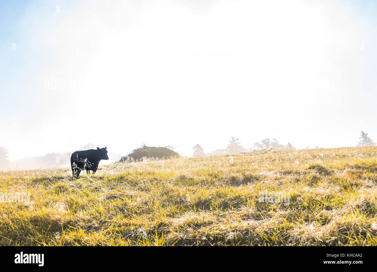 Silhouette of one single cow on hill of farm grazing on pasture in fog ...