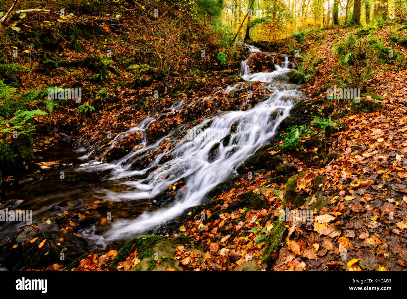 Stream cascading through autumn woodland in the Lake District national ...