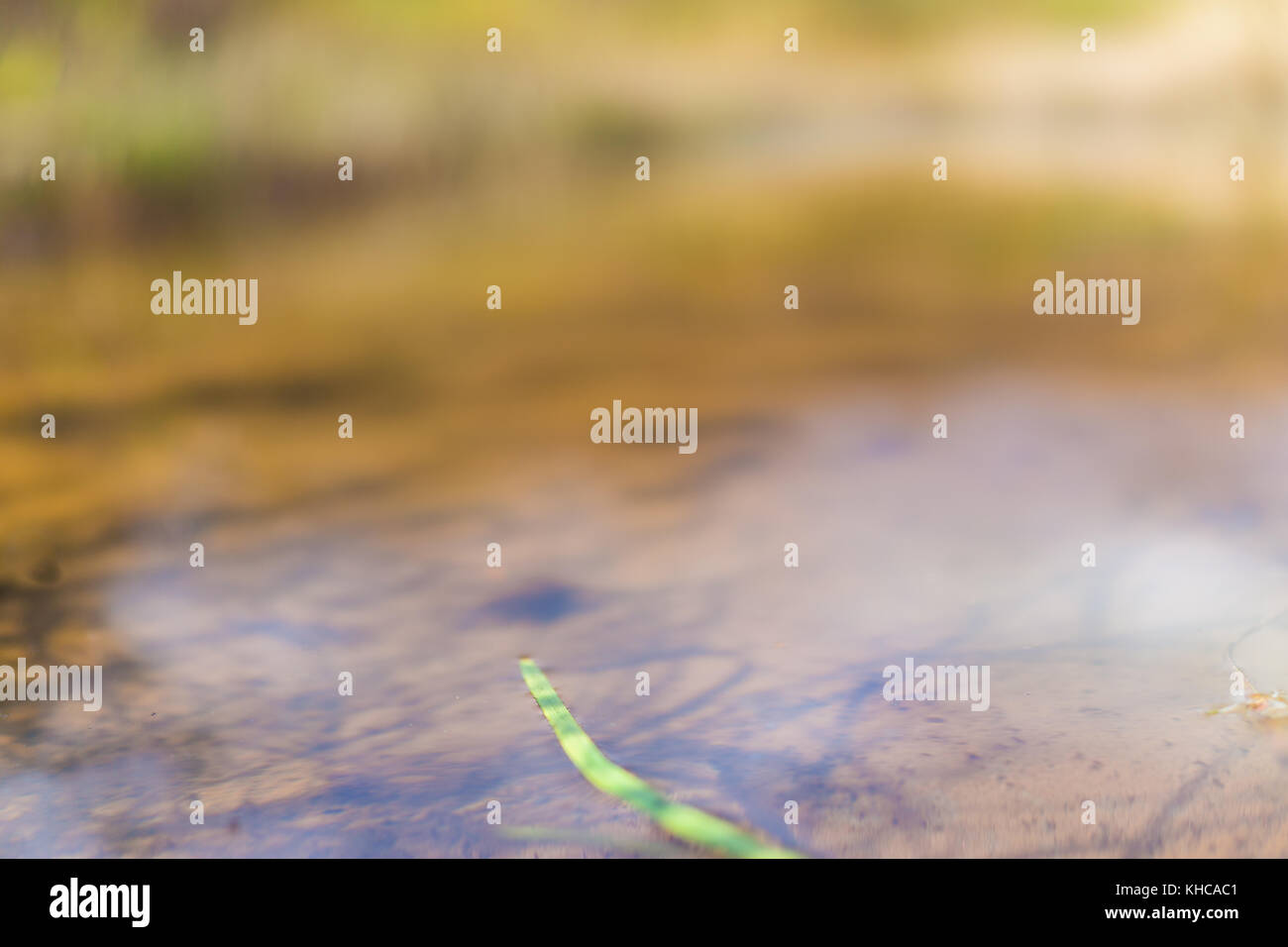Closeup of large puddle, pond or bog marsh shallow water in Dolly Sods ...