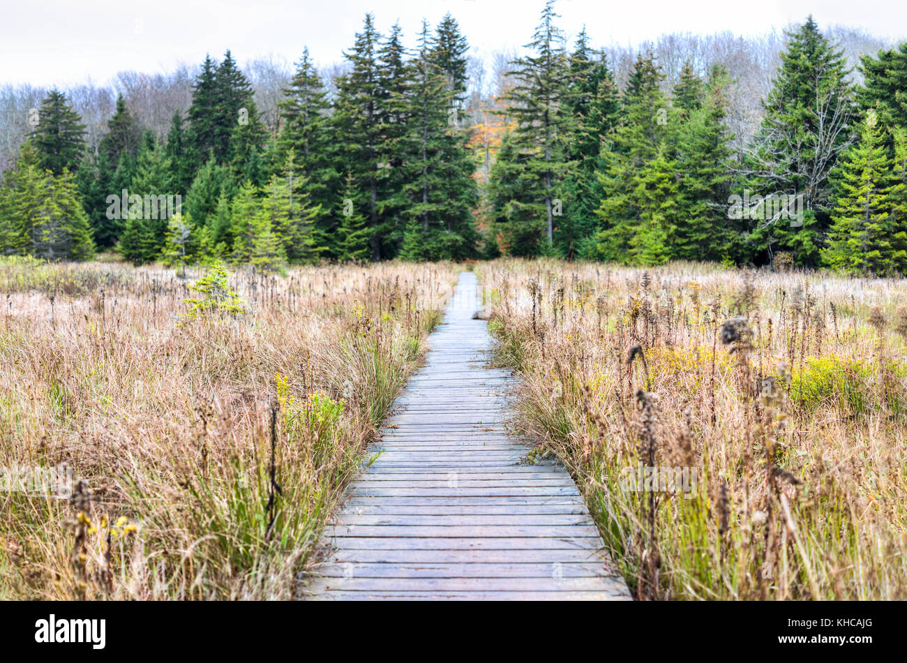 Walk Way Boardwalk Path Nature High Resolution Stock Photography and ...
