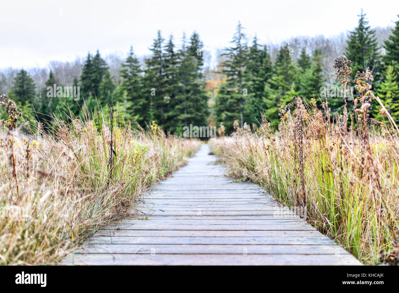 Walk Way Boardwalk Path Nature High Resolution Stock Photography and ...