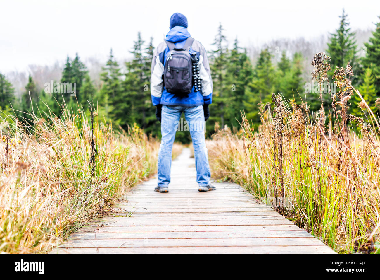 Man standing on hiking trail through wooden bog boggy boardwalk in fall ...