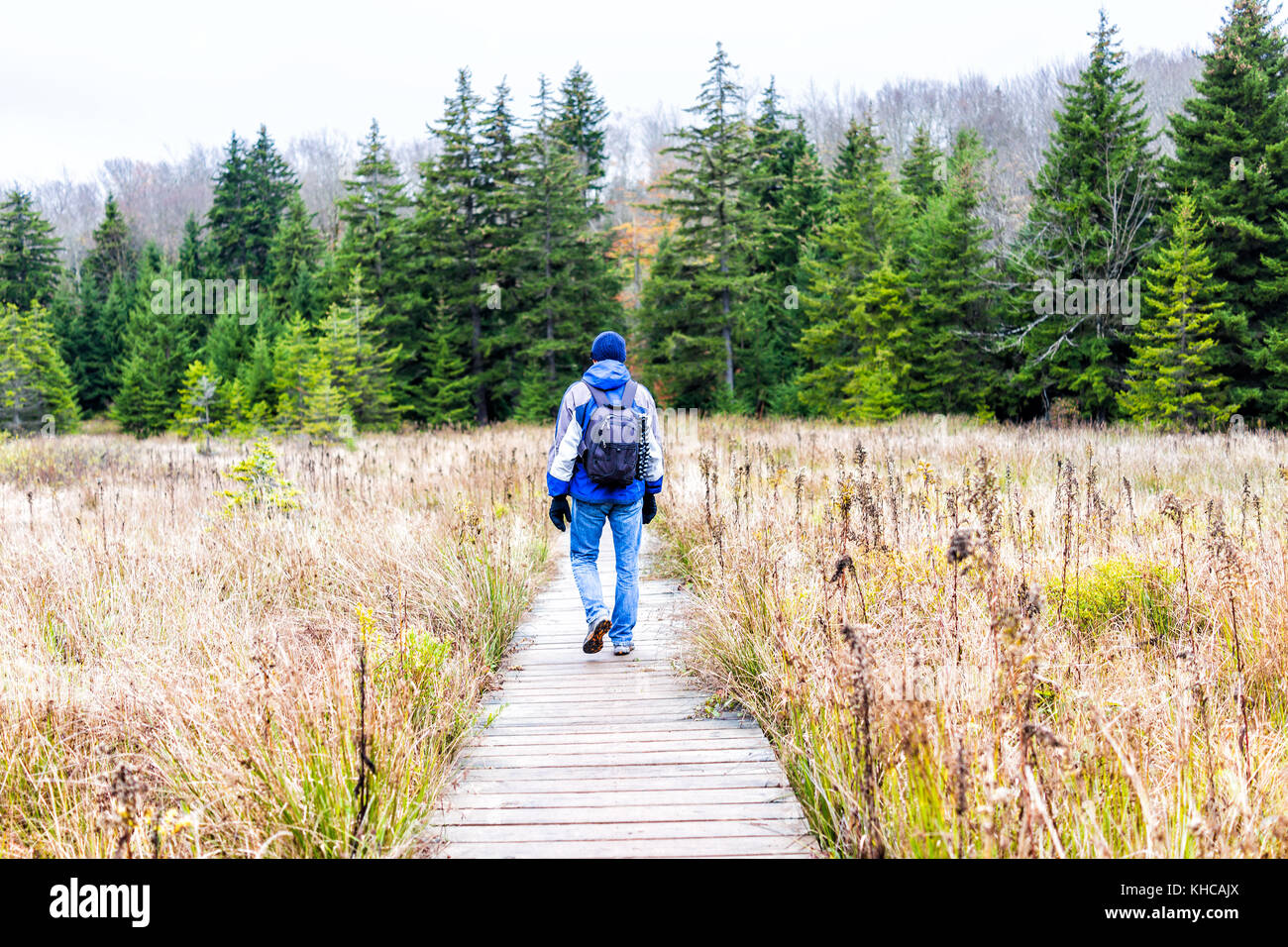 Man walking on hiking trail through wooden bog boggy boardwalk in fall ...