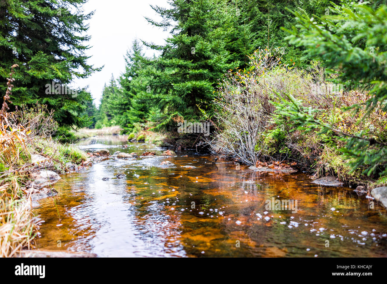 Closeup of red creek in Dolly Sods, West Virginia during autumn, fall ...