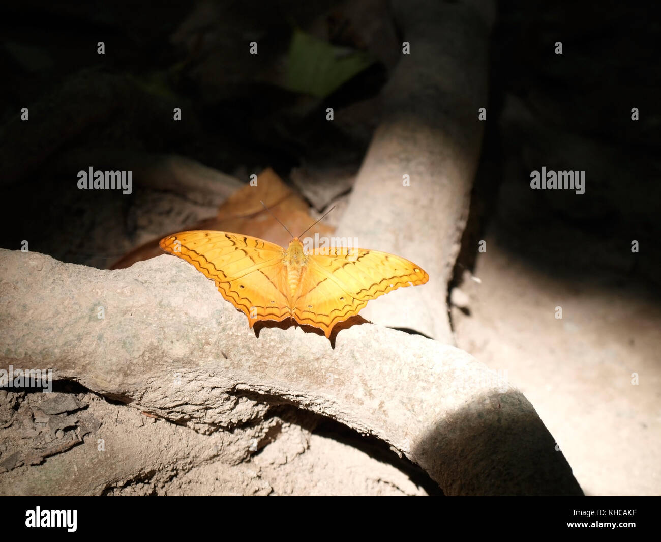 Orange butterfly in sun beam (Common Cruiser, Vindula erota) in dark ...
