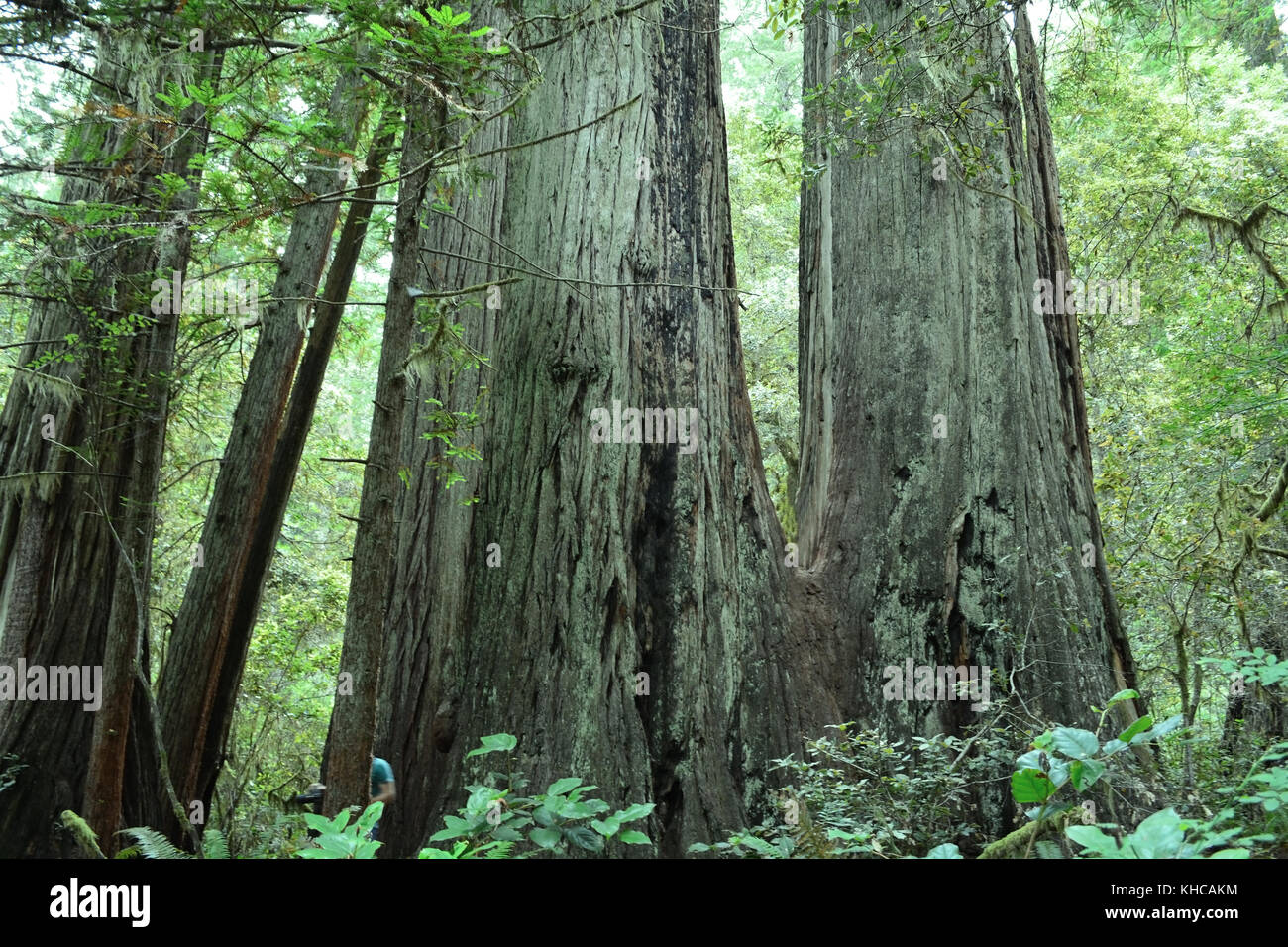 Redwoods forest- the famous sequoia national park in America Stock ...