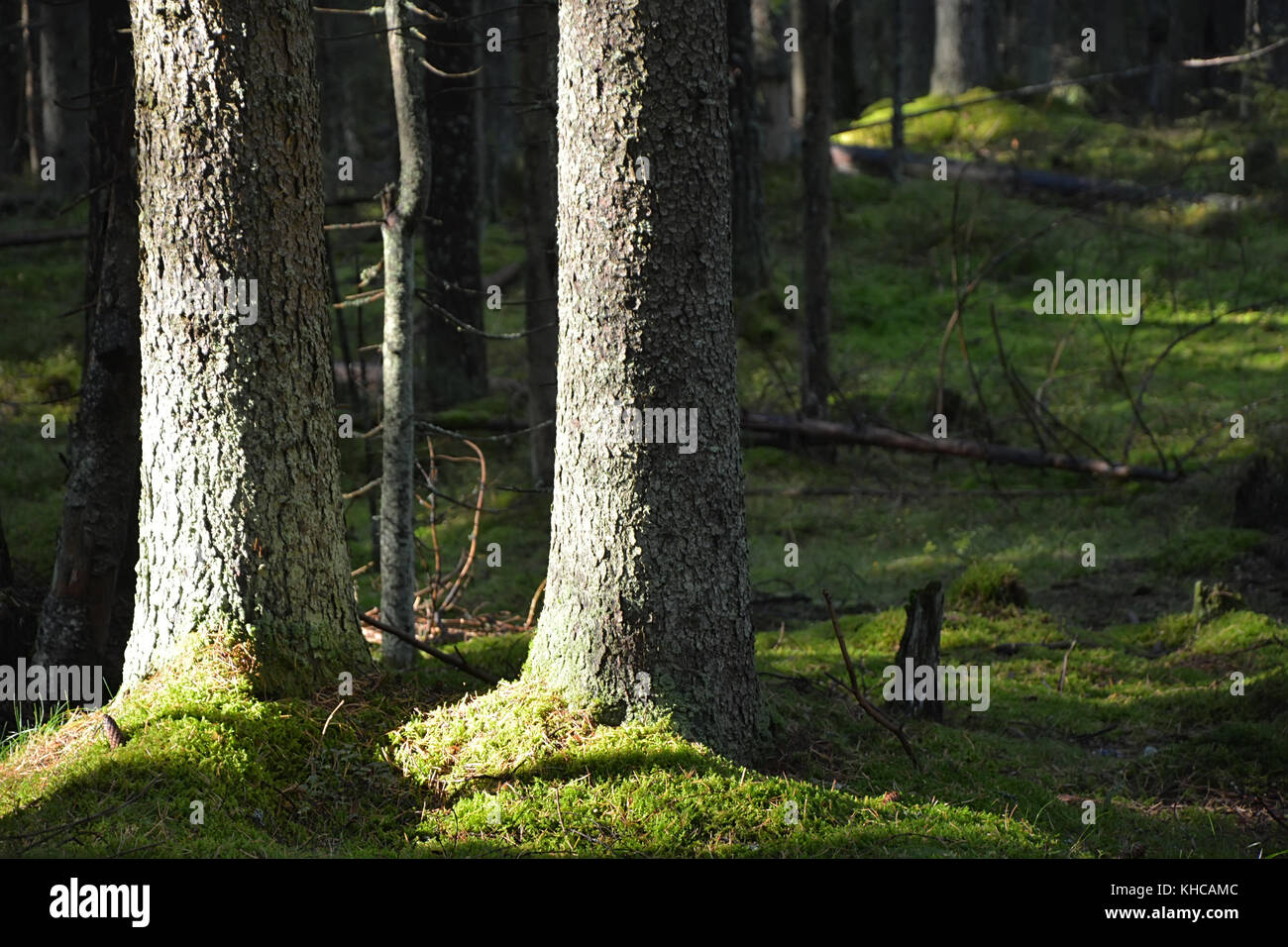Dark forest with fir and pine trees at the summer Stock Photo - Alamy
