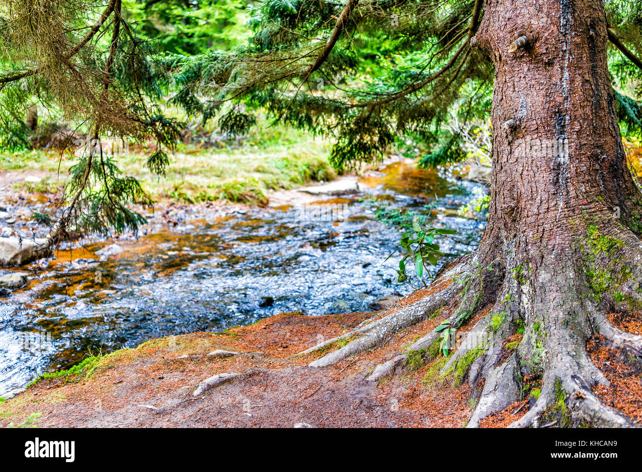 Red creek in Dolly Sods, West Virginia during autumn, fall with one ...