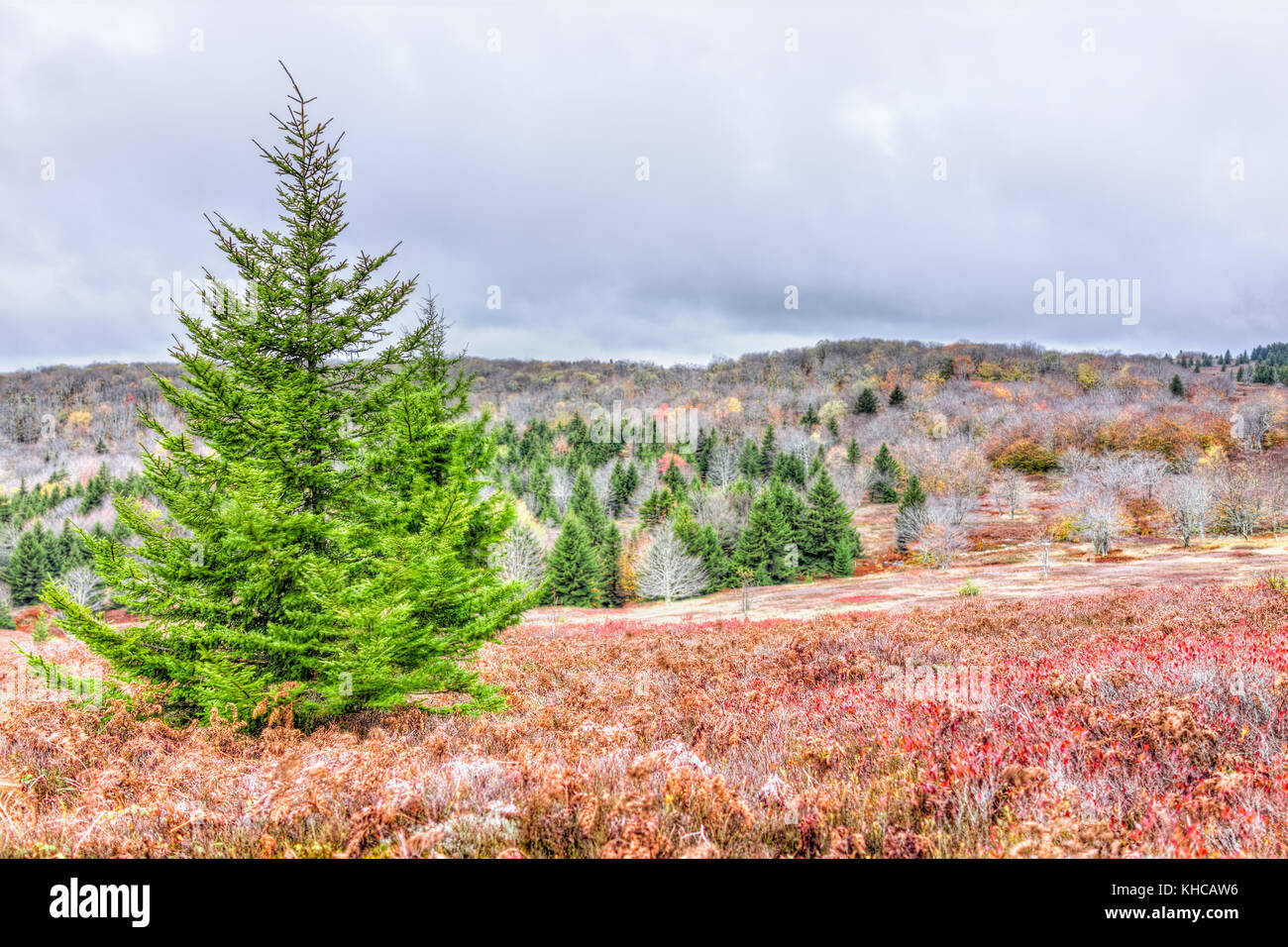 Colorful orange foliage fall autumn fern meadow field in Dolly Sods ...