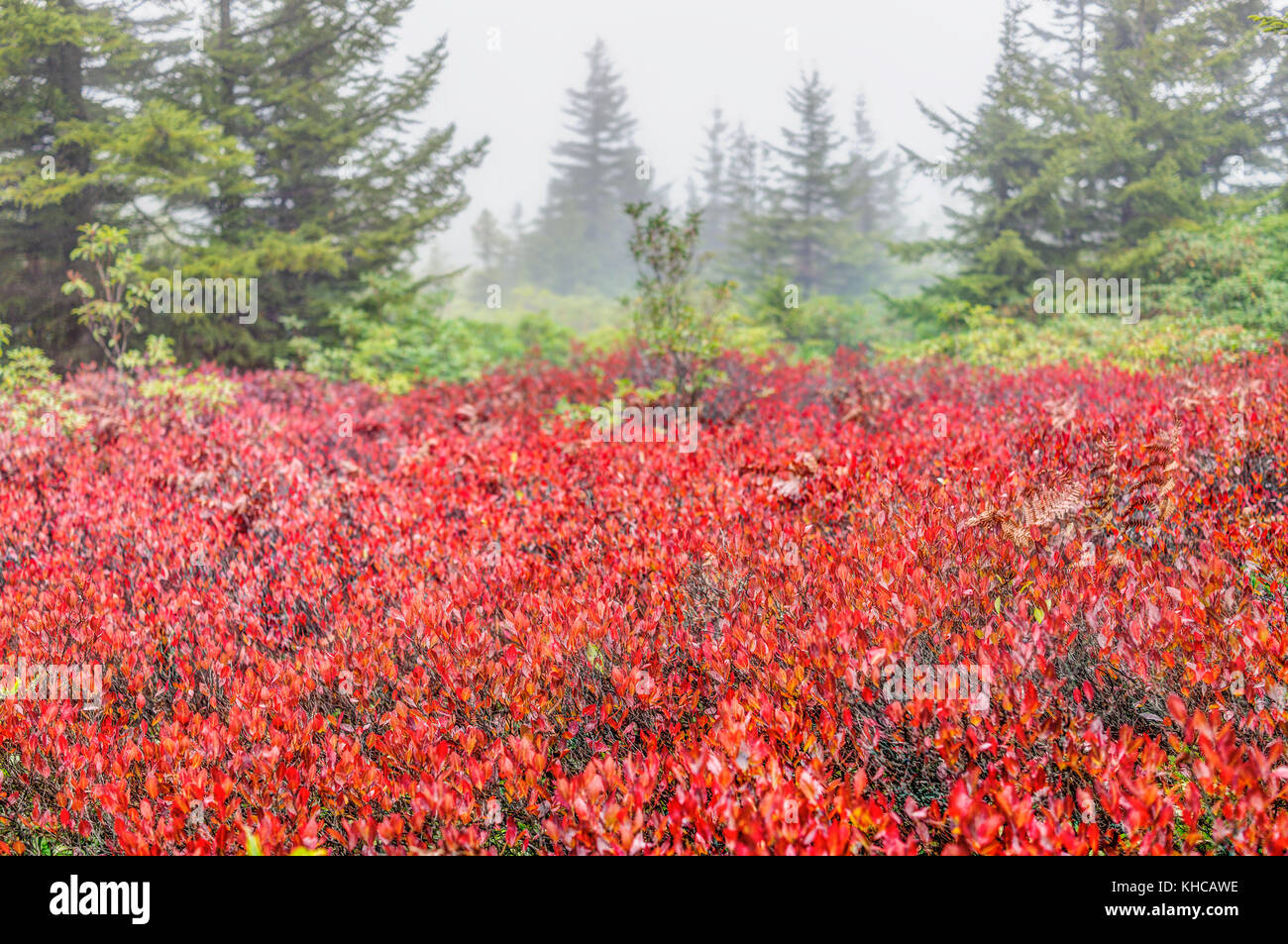 Many colorful red blueberry bushes in autumn fall showing detail ...