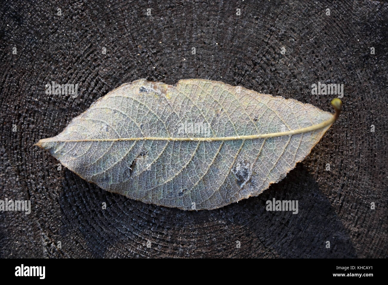 Frozen leaf on the wooden background- closeup view Stock Photo - Alamy