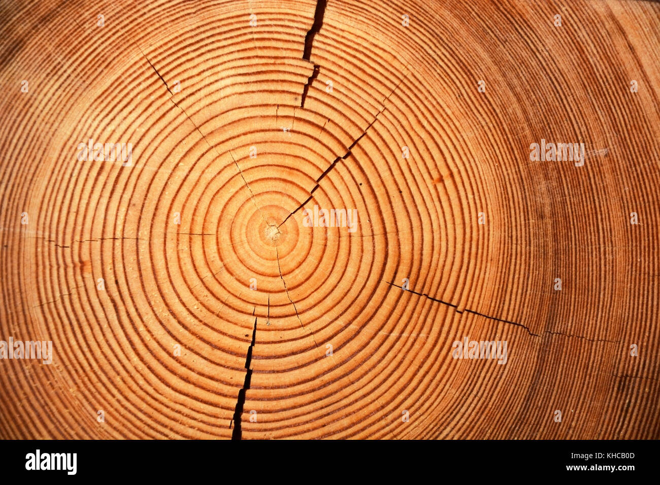 Slice of wood timber as a natural background Stock Photo - Alamy