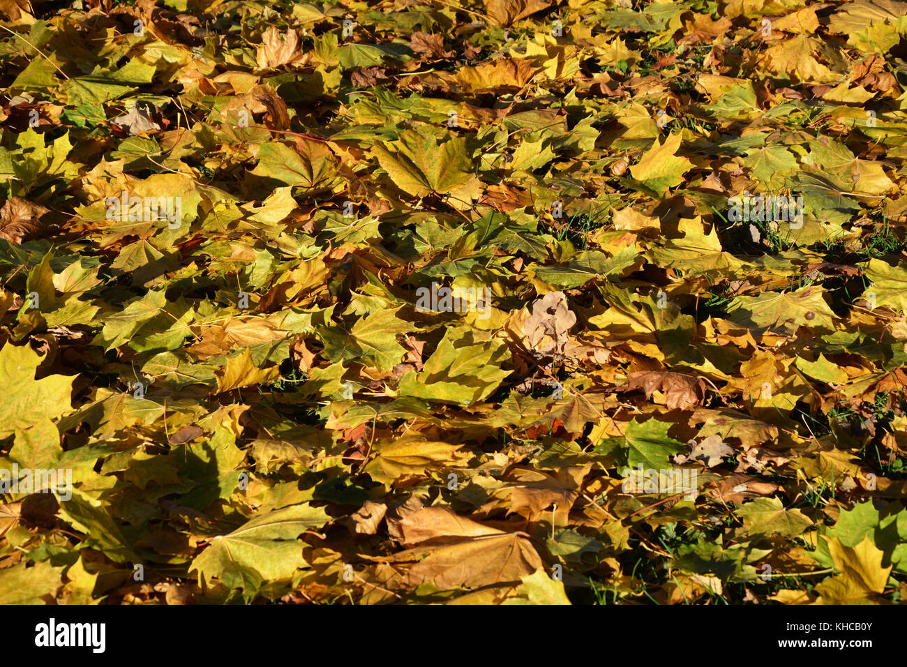 Sunny maple leaves. Autumn season. Background Stock Photo - Alamy