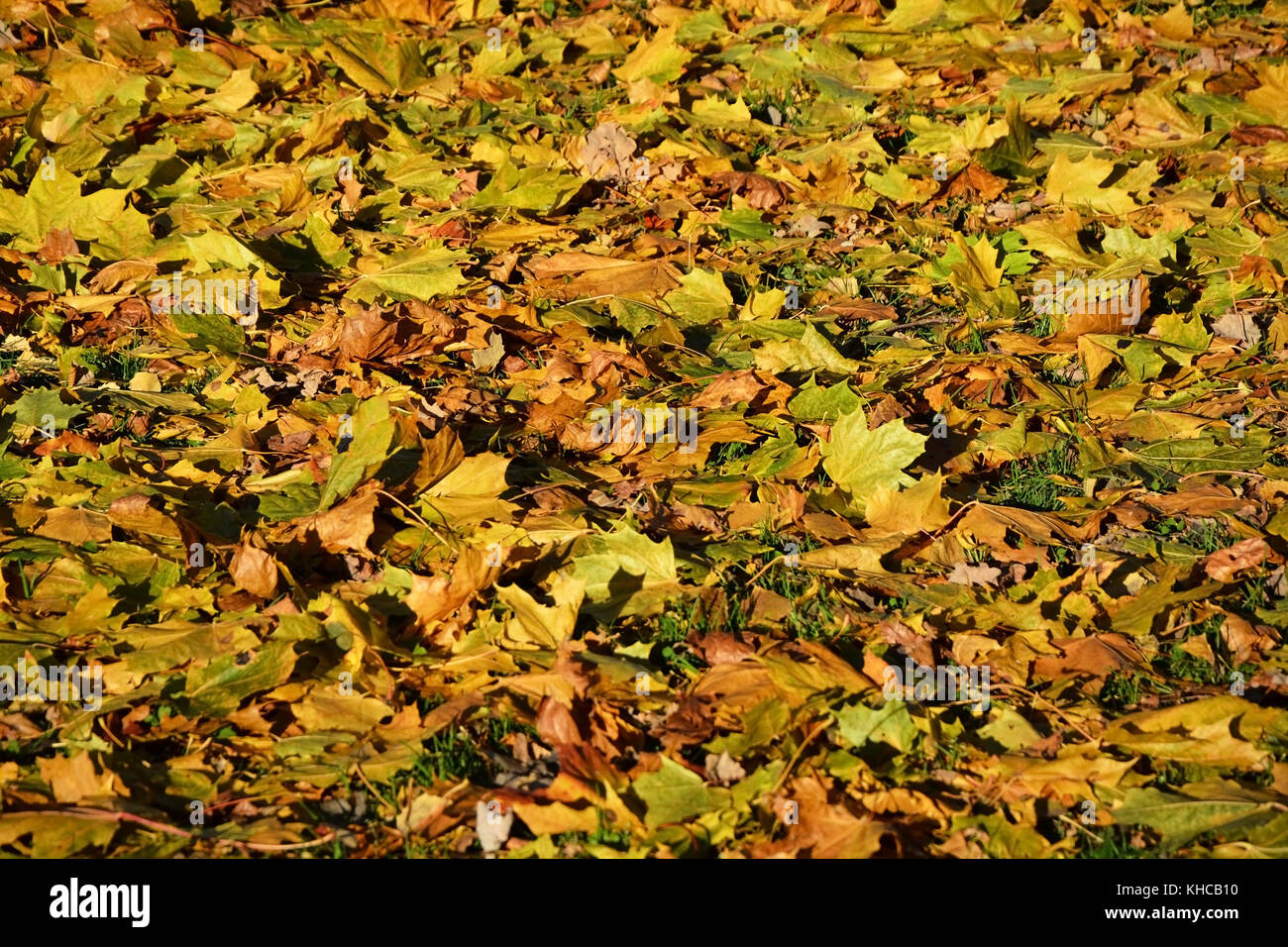 Sunny maple leaves. Autumn season. Background Stock Photo - Alamy