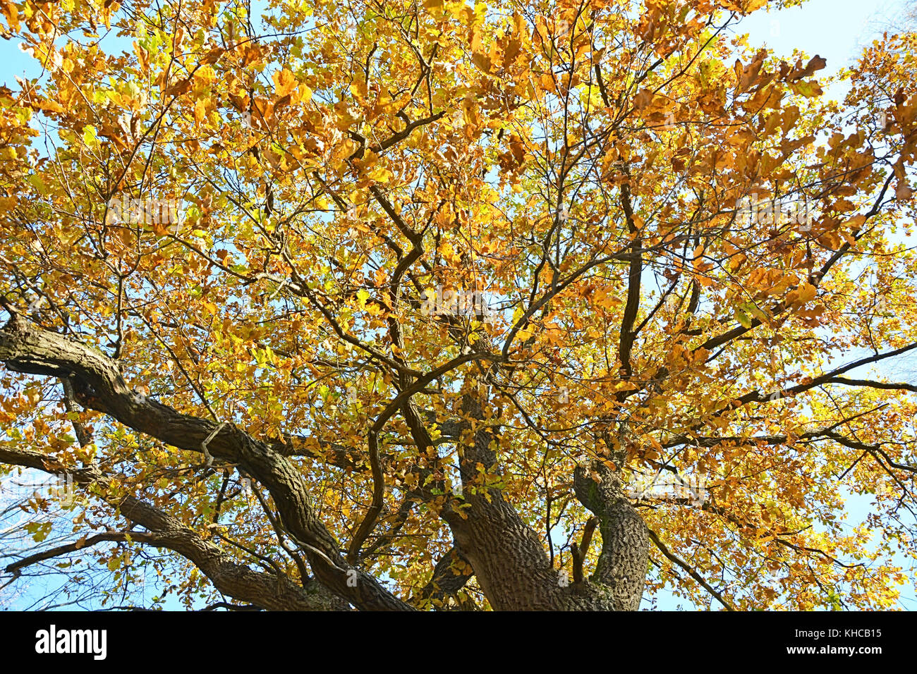 Golden oak tree hi-res stock photography and images - Alamy