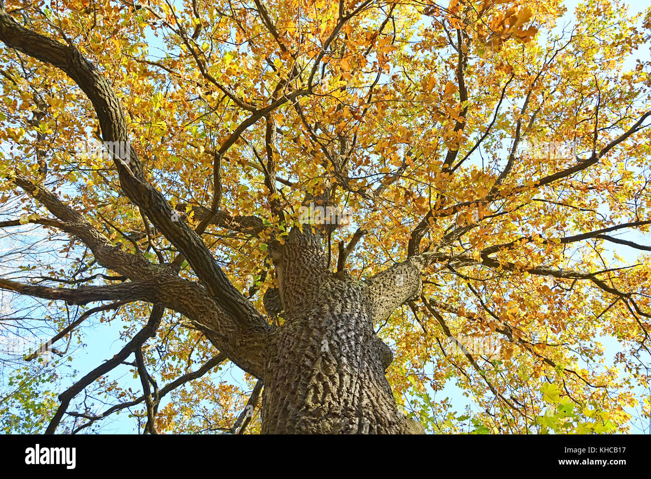 Golden oak tree hi-res stock photography and images - Alamy