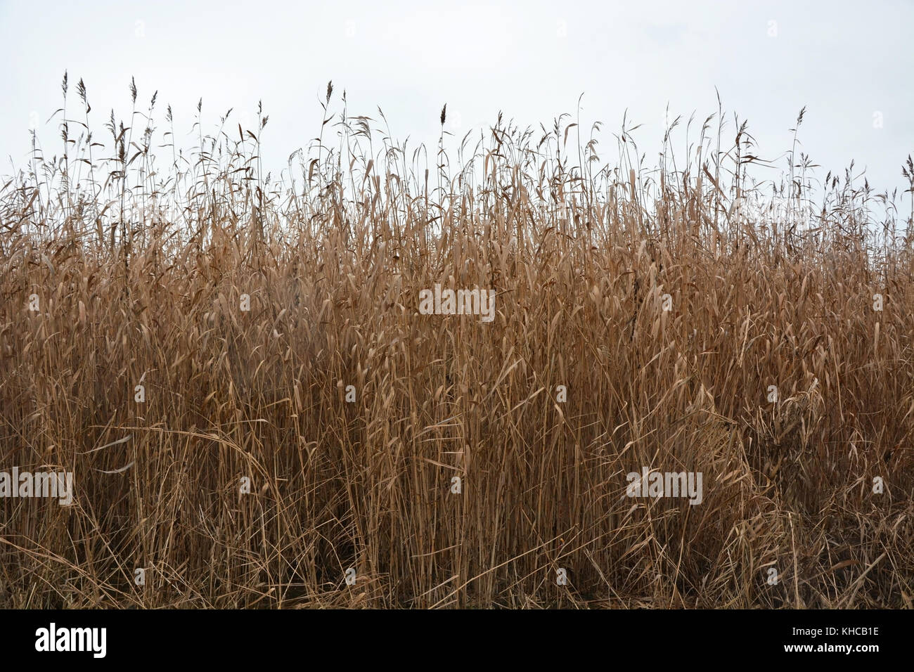 Baltic rush hi-res stock photography and images - Alamy