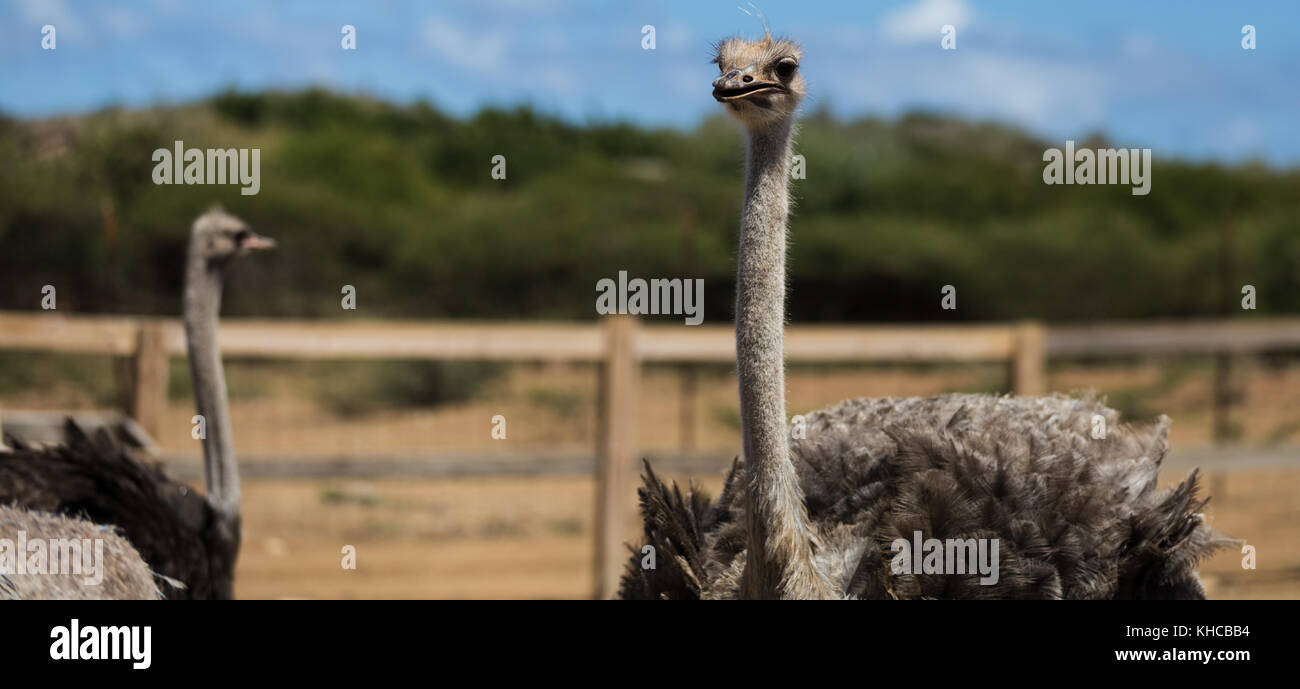 Full size ostrich body hi-res stock photography and images - Alamy