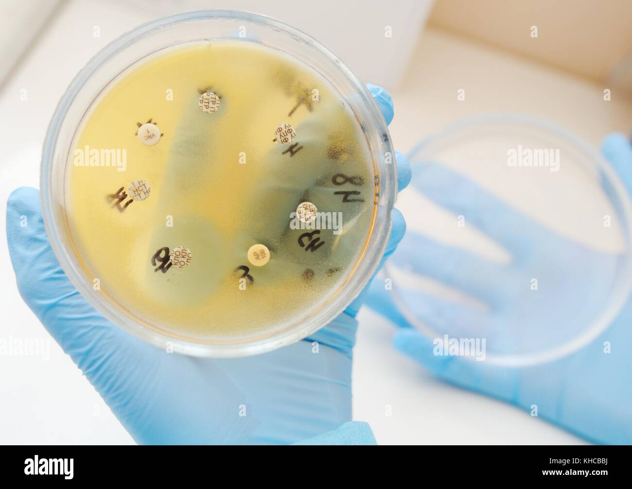 Petri High Resolution Stock Photography and Images - Alamy