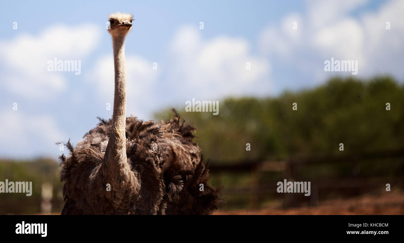 Full size ostrich body hi-res stock photography and images - Alamy