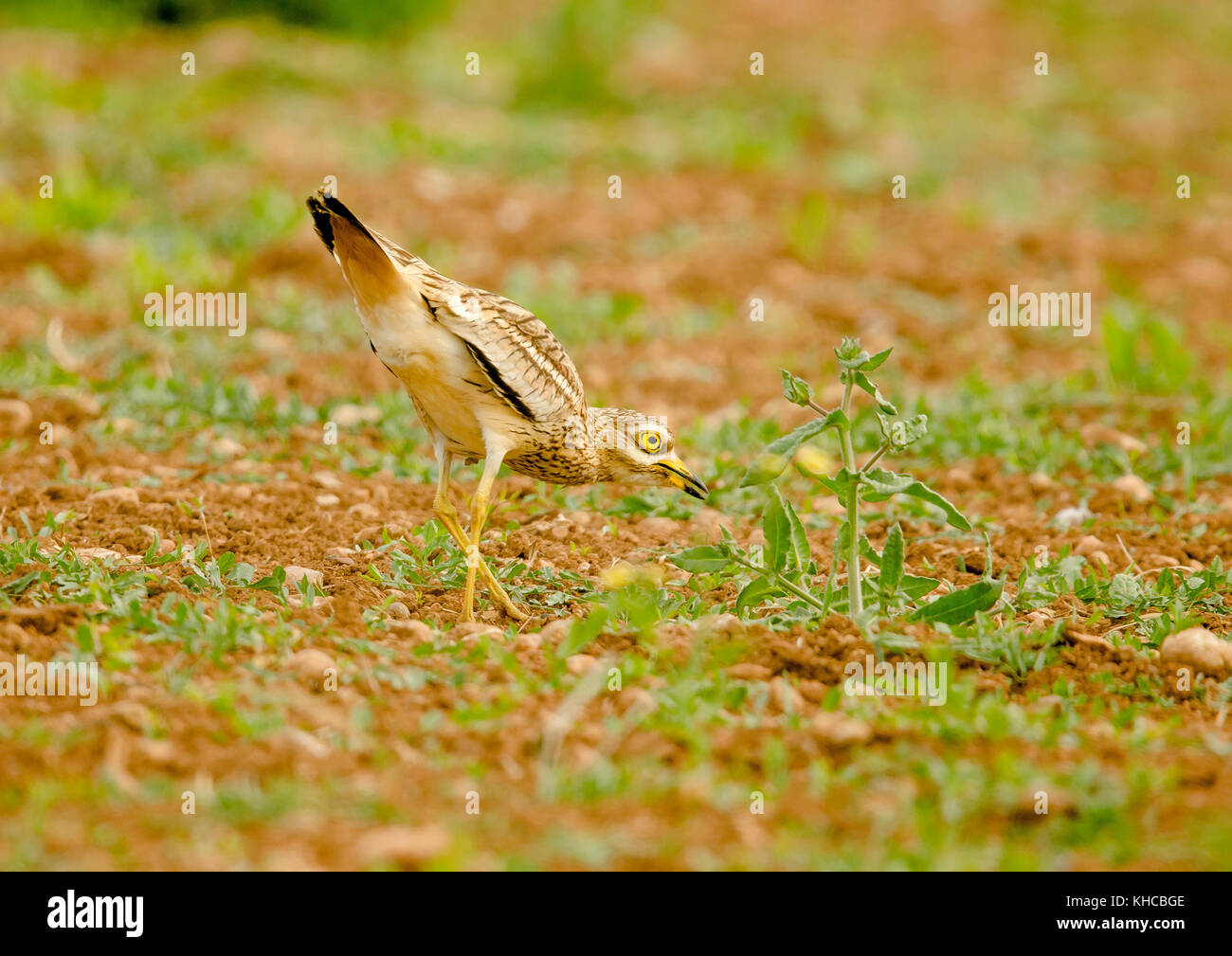 Eurasian Otter sitting on a stone Stock Photo - Alamy