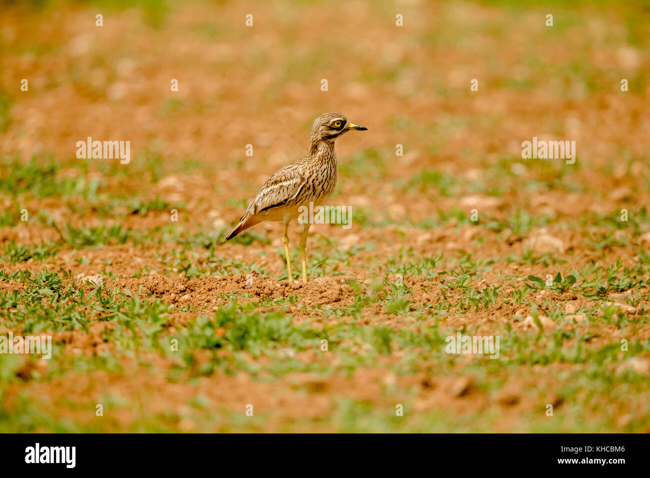 Eurasian Otter sitting on a stone Stock Photo - Alamy