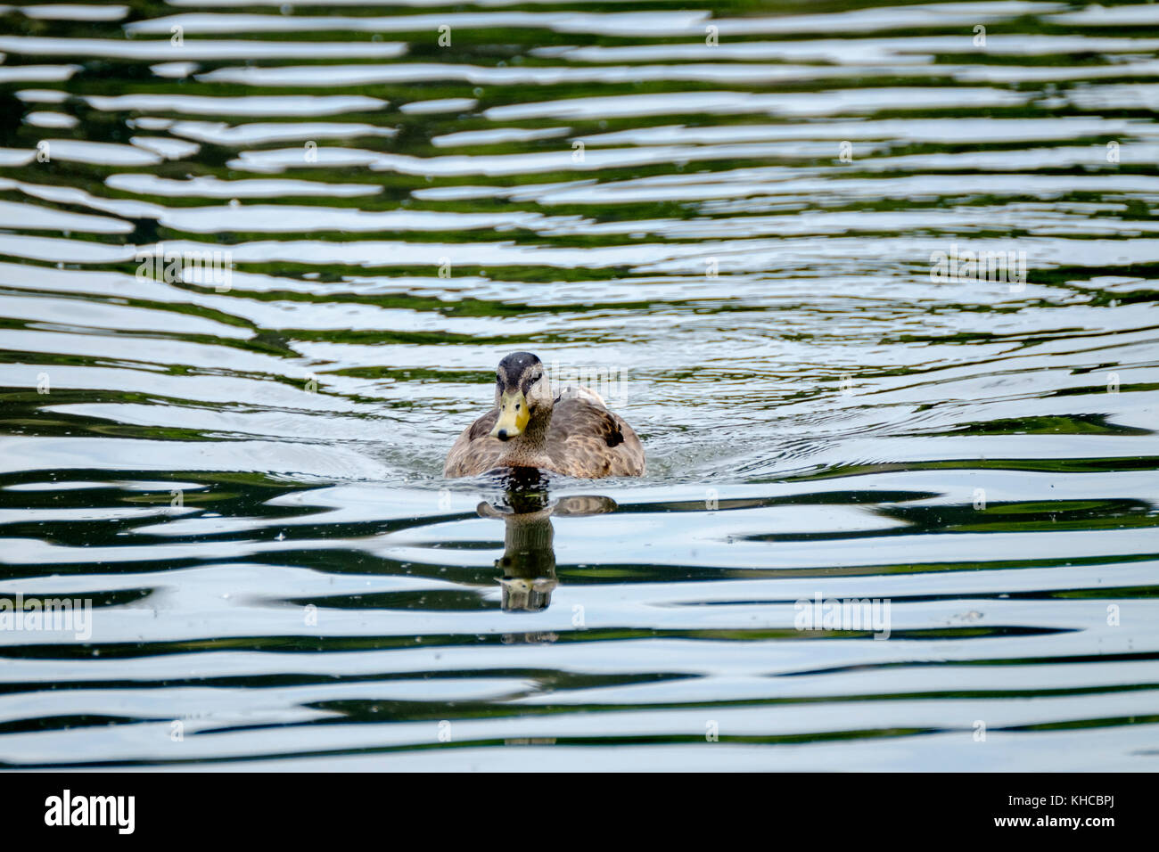 Female Mallard on water Stock Photo - Alamy