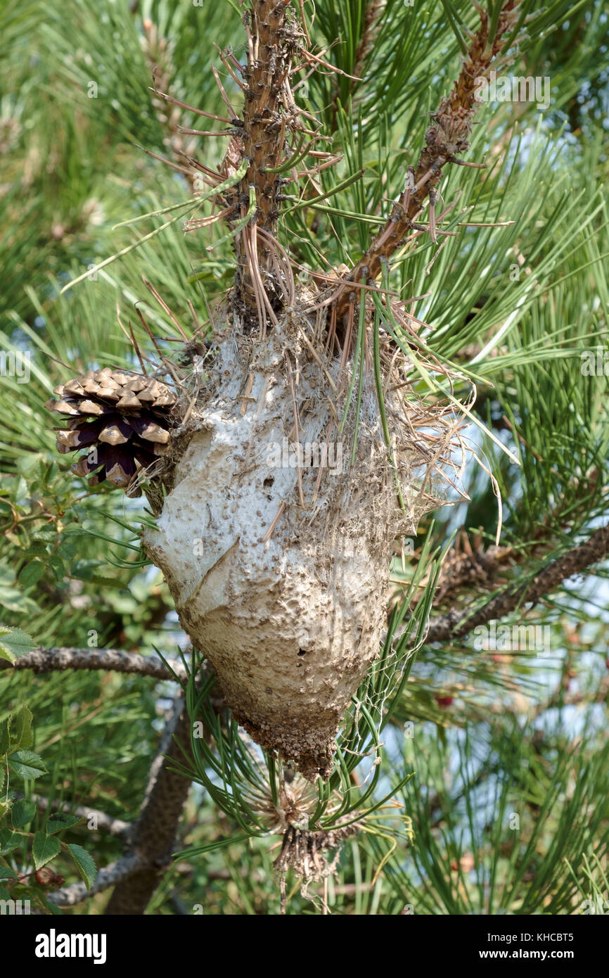 Moth Cocoon in Pine Tree Stock Photo - Alamy