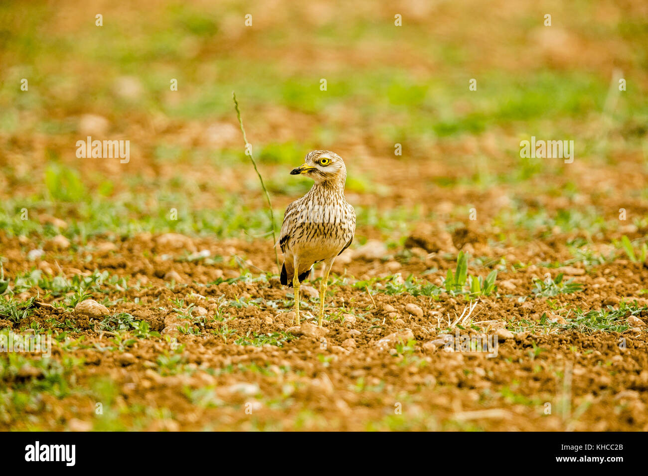 Eurasian Otter sitting on a stone Stock Photo - Alamy