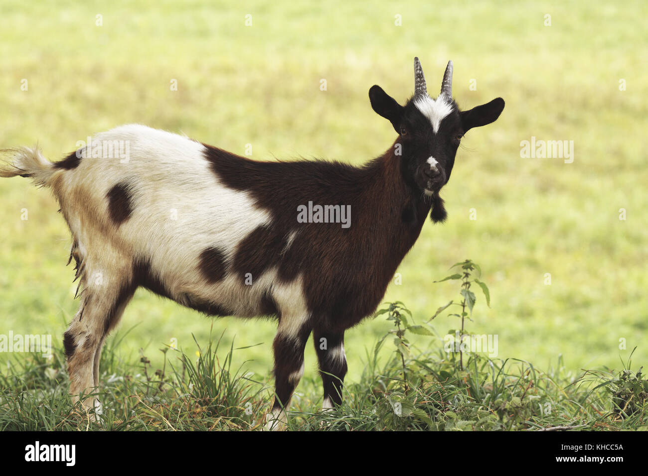 Agriculture animal goat hi-res stock photography and images - Alamy