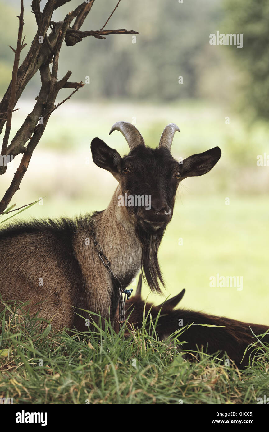 Capra hircus goat animal in rural landscape Stock Photo - Alamy