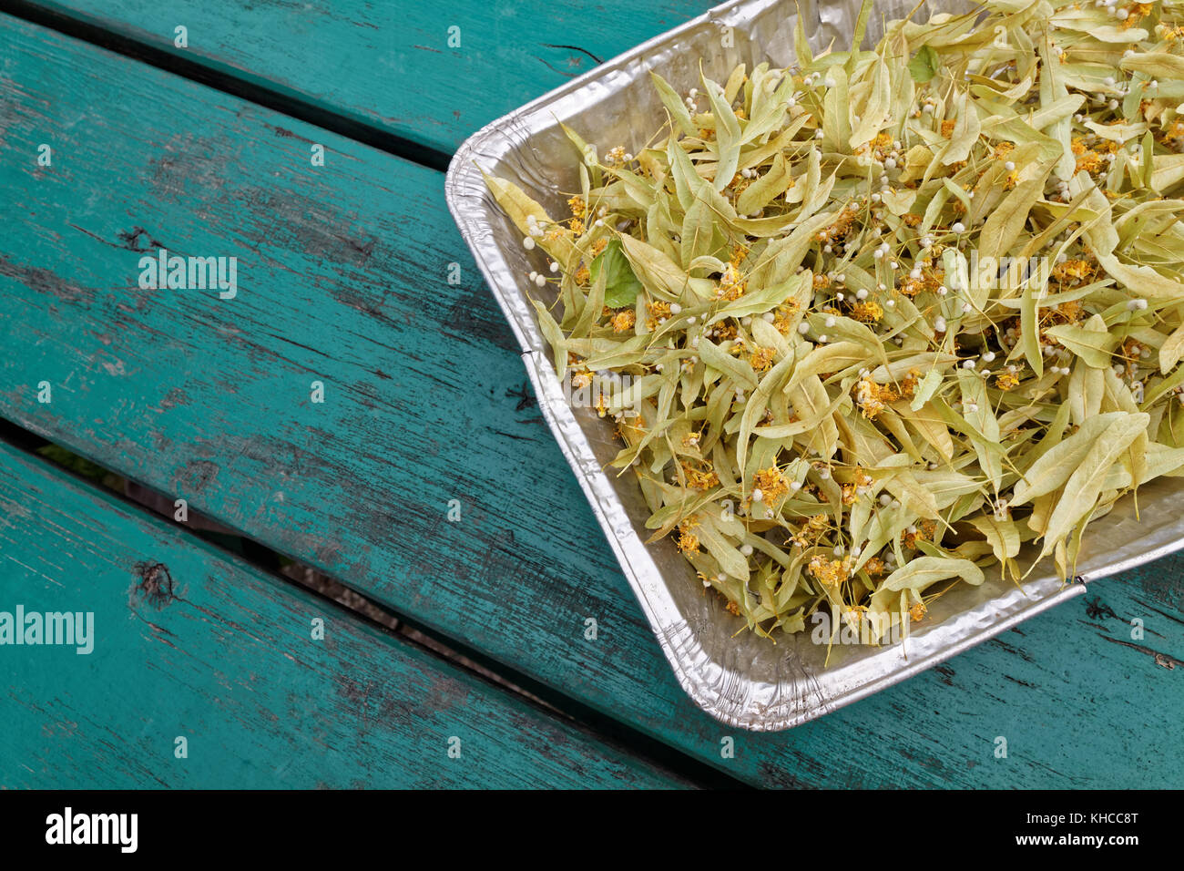 Lime Linden tree, Tilia leaves and blossom used as a herbal remedy ...