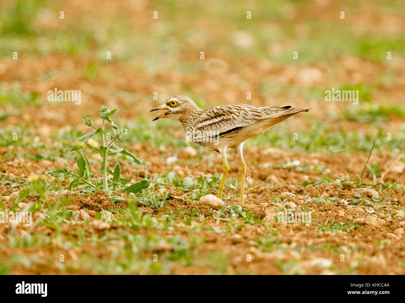 Eurasian Otter sitting on a stone Stock Photo - Alamy