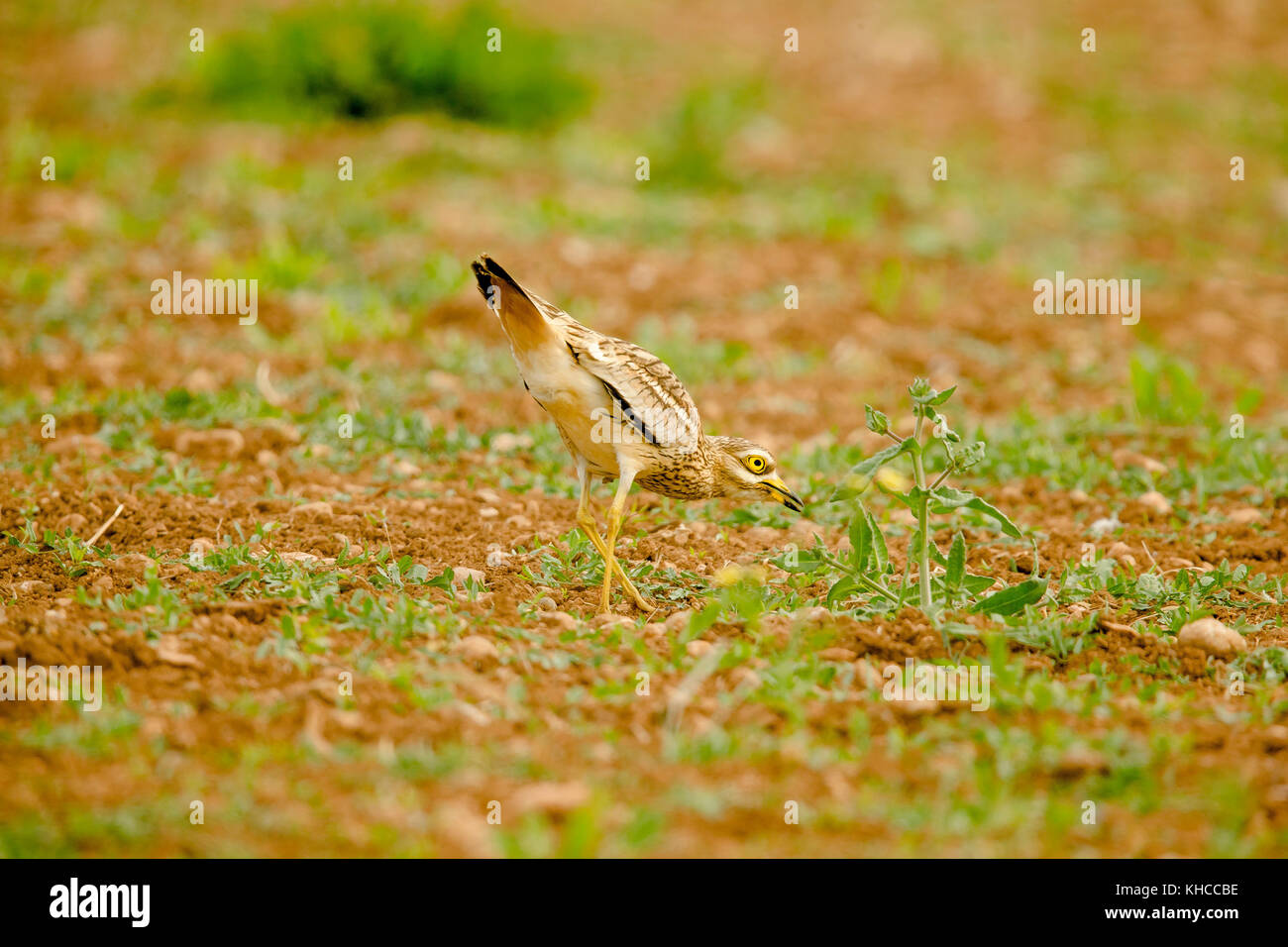Eurasian Otter sitting on a stone Stock Photo - Alamy