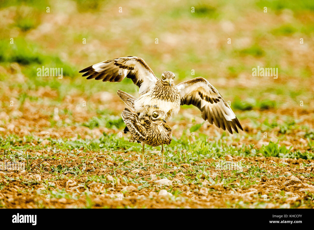 Eurasian Otter sitting on a stone Stock Photo - Alamy