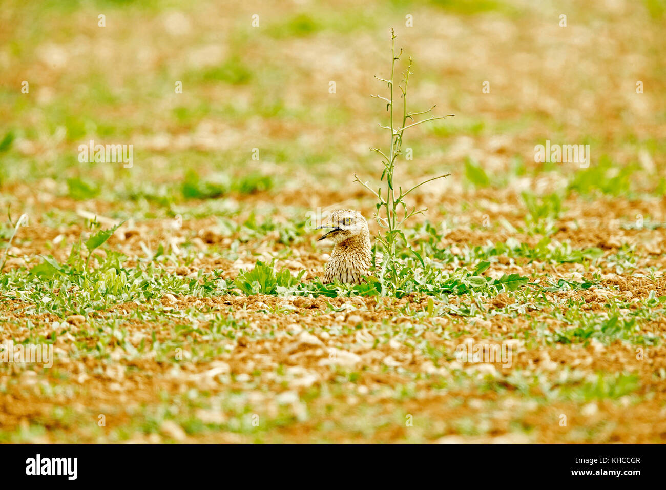 Eurasian Otter sitting on a stone Stock Photo - Alamy