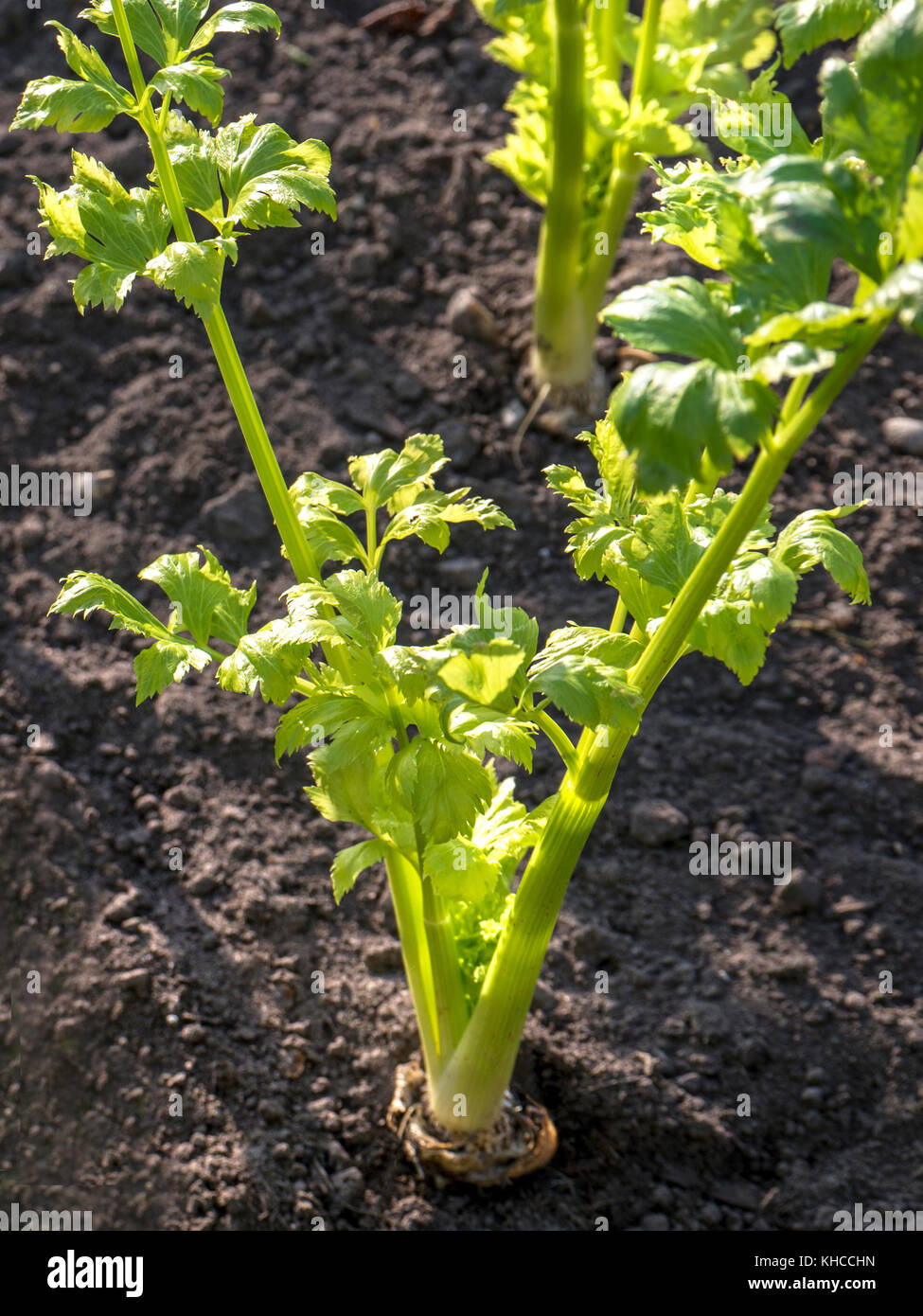 Celery Octavius at Autumn season in kitchen garden UK Stock Photo - Alamy