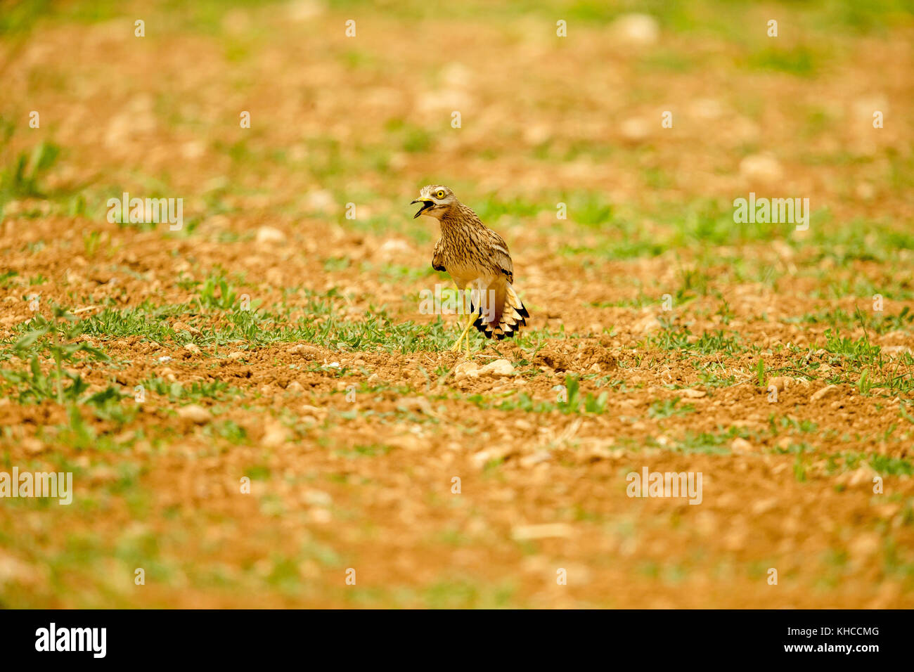 Eurasian Otter sitting on a stone Stock Photo - Alamy