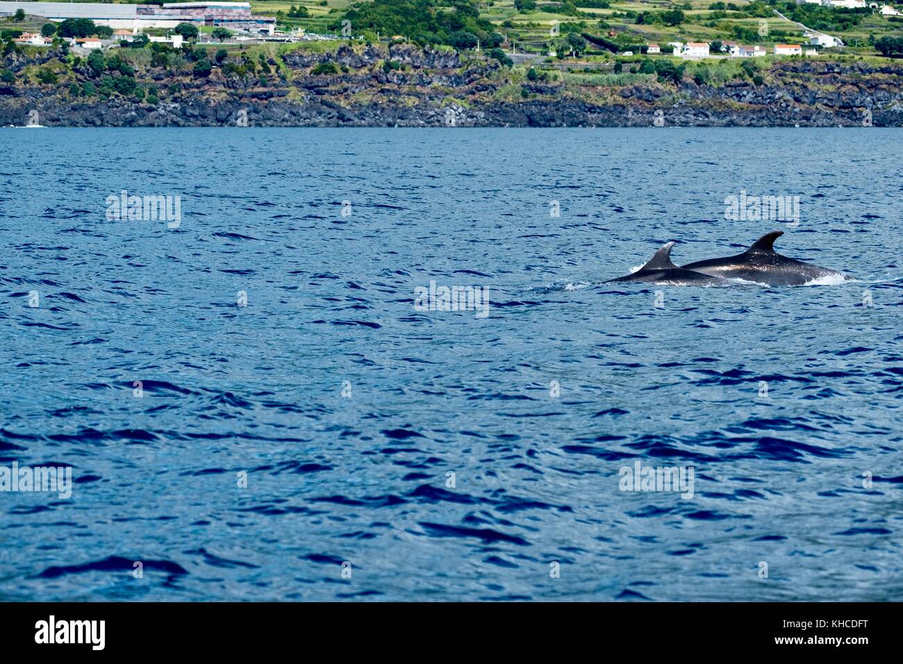 Bottlenose dolphins tursiops truncatus azores hi-res stock photography ...
