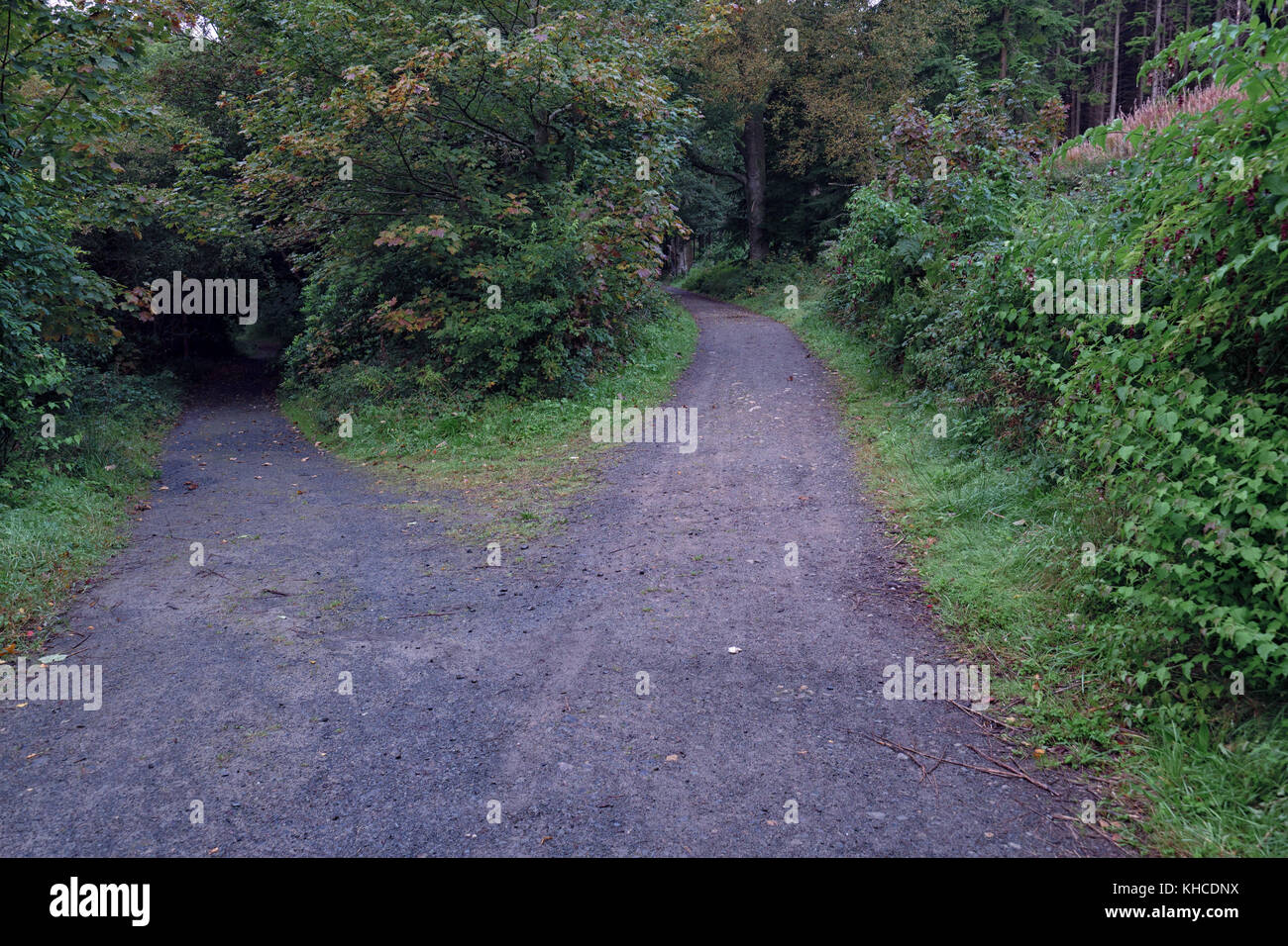Two paths fork forest hi-res stock photography and images - Alamy