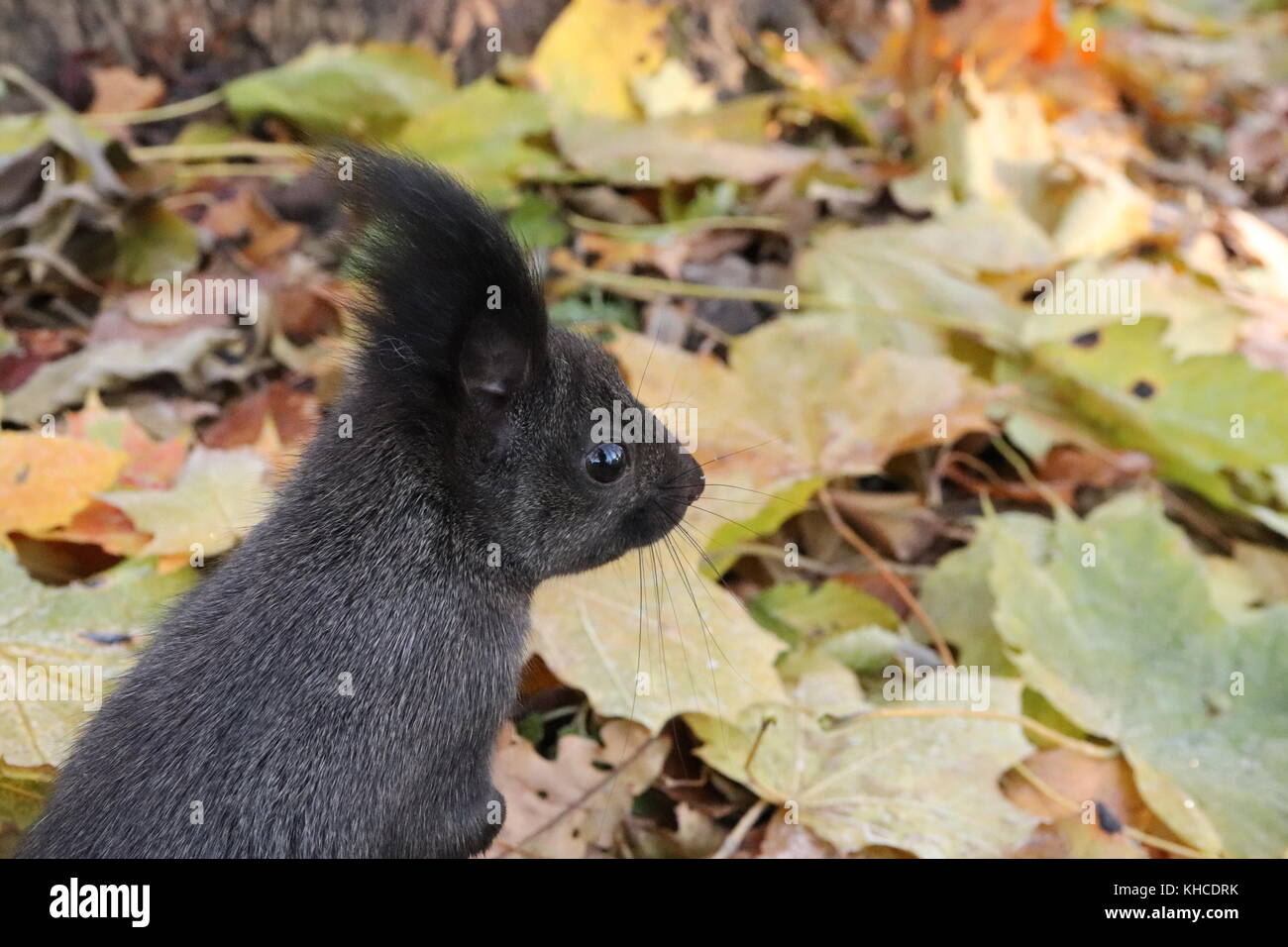Black Squirrel on Frozen Forest Leaves Background Stock Photo - Alamy